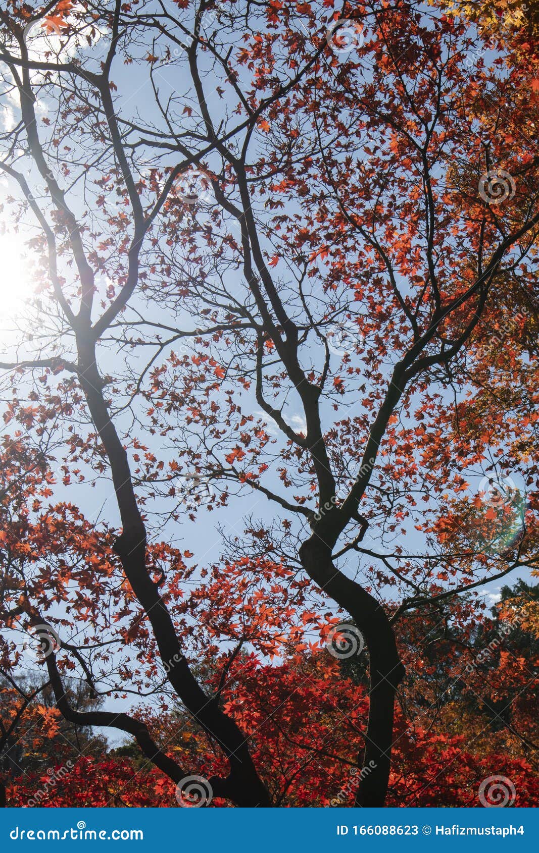 Maple Tree with the Orange Leaves in the Autumn Stock Image - Image of ...