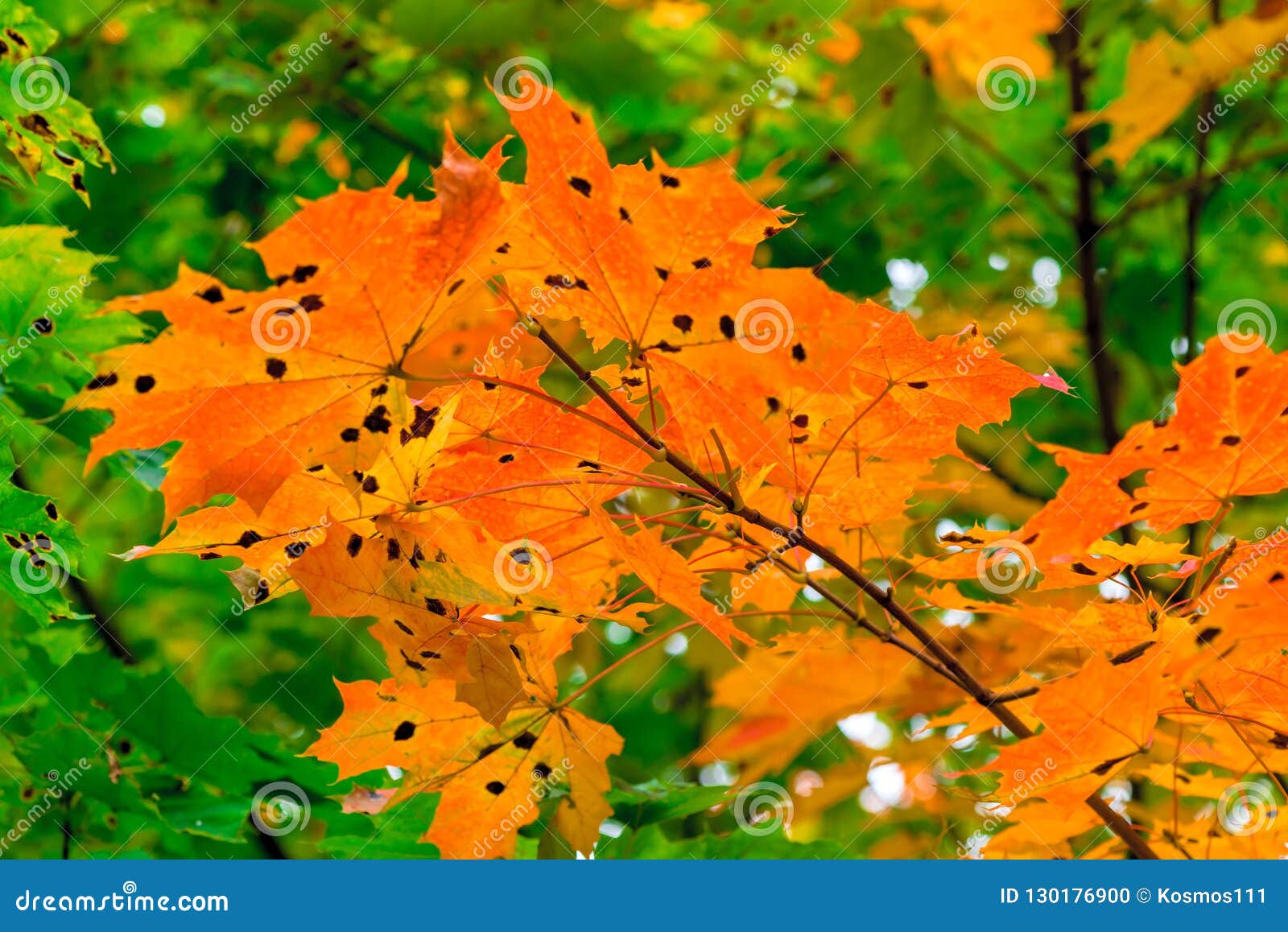 Maple Tree with Orange Leaves in the Park Stock Photo - Image of color ...