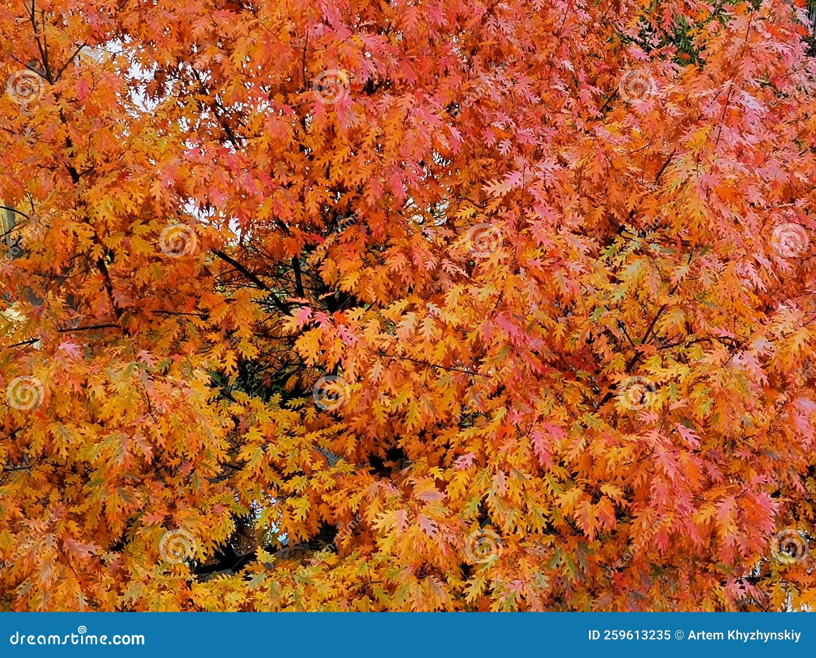 Maple Tree Orange Red Foliage Stock Image - Image of fall, forest ...