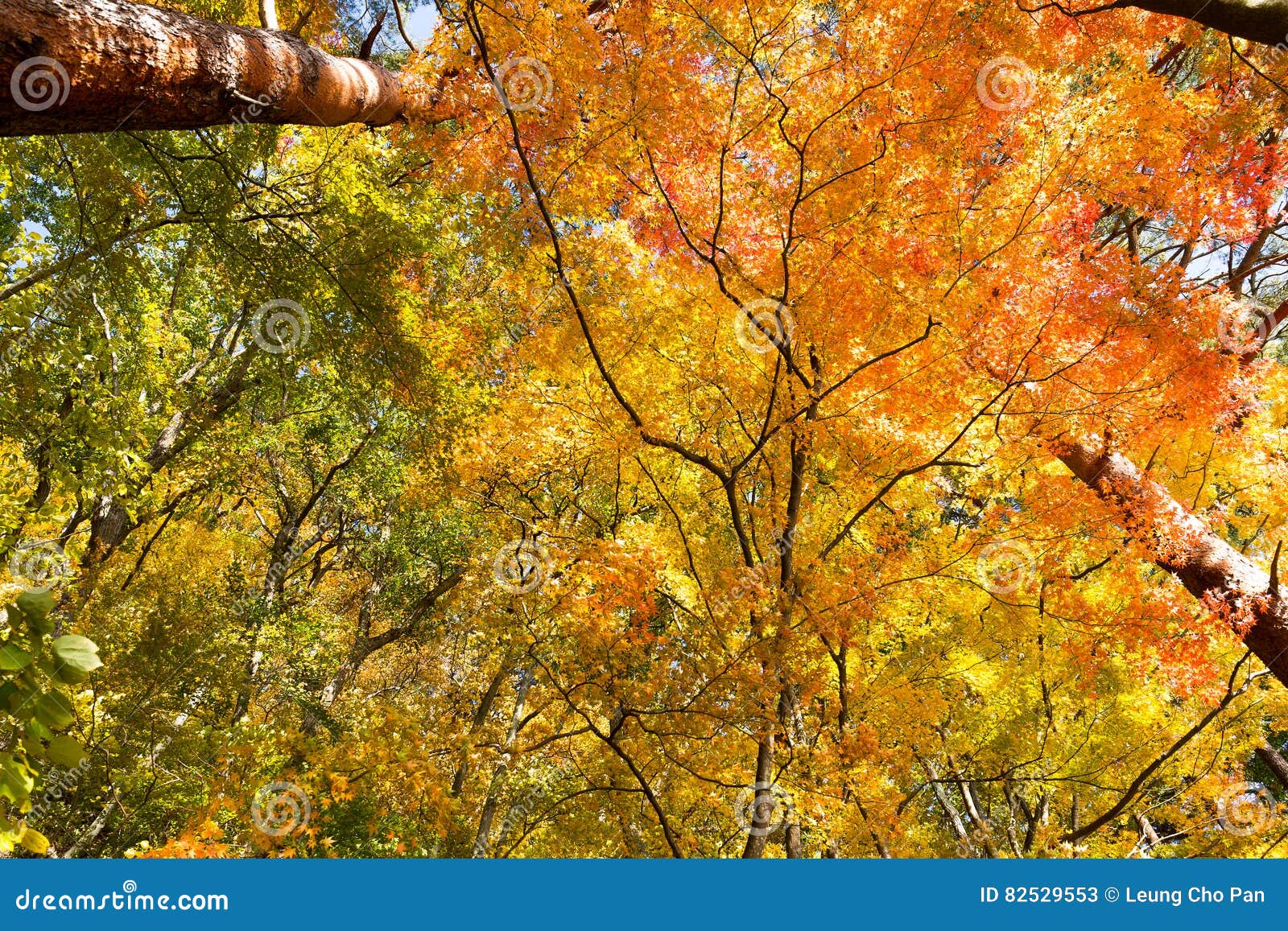 Maple tree stock image. Image of bright, leaves, asia - 82529553