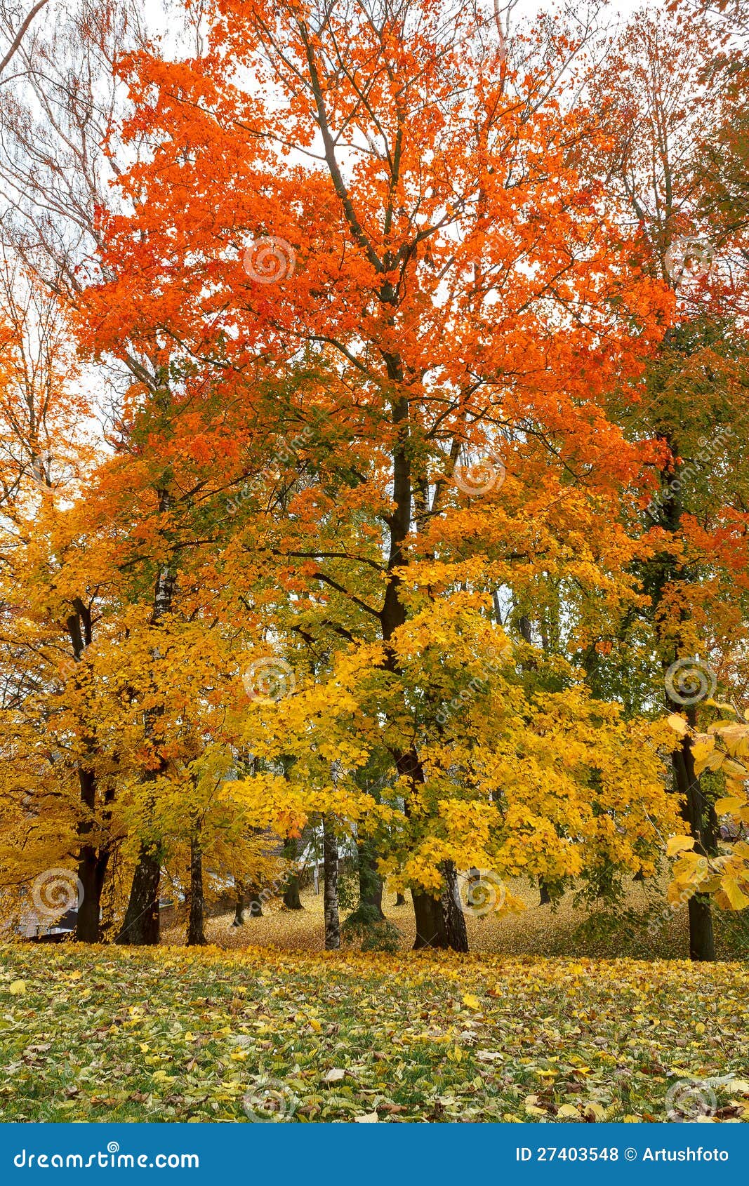 Maple Tree in Park in Autumn Stock Photo - Image of european, colors ...