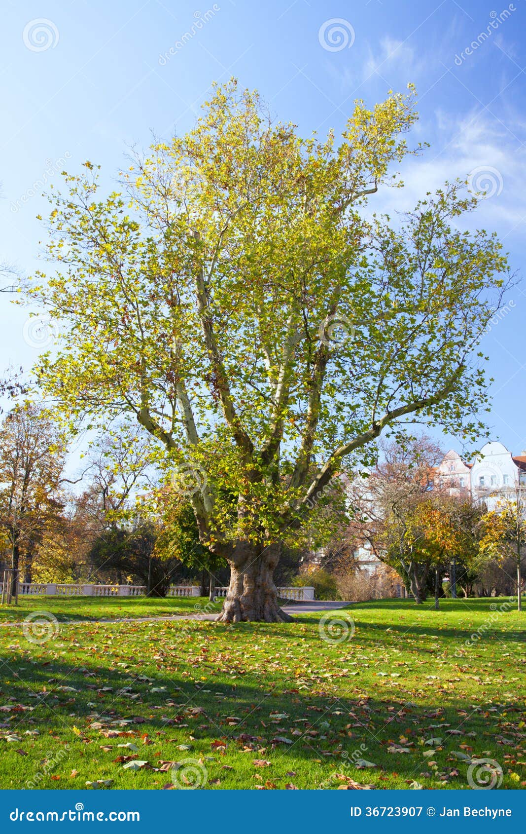 Maple tree stock image. Image of land, nature, seasonal - 36723907