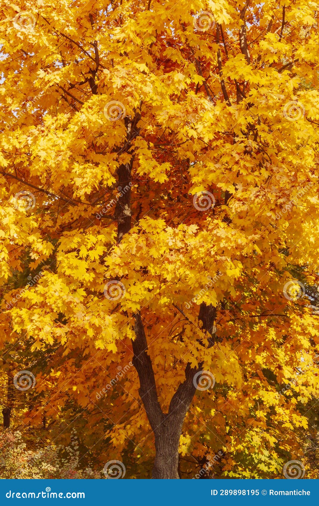 Maple tree in park at fall stock image. Image of plant - 289898195