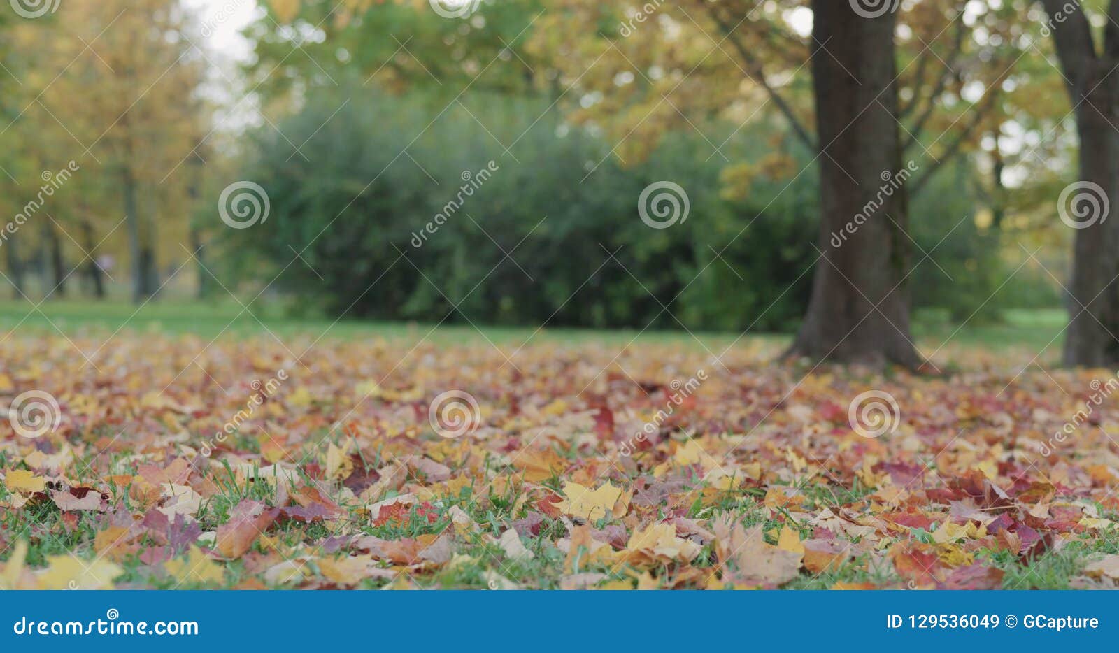 Maple Tree in Park Slowly Shedding Leaves Stock Image - Image of color ...