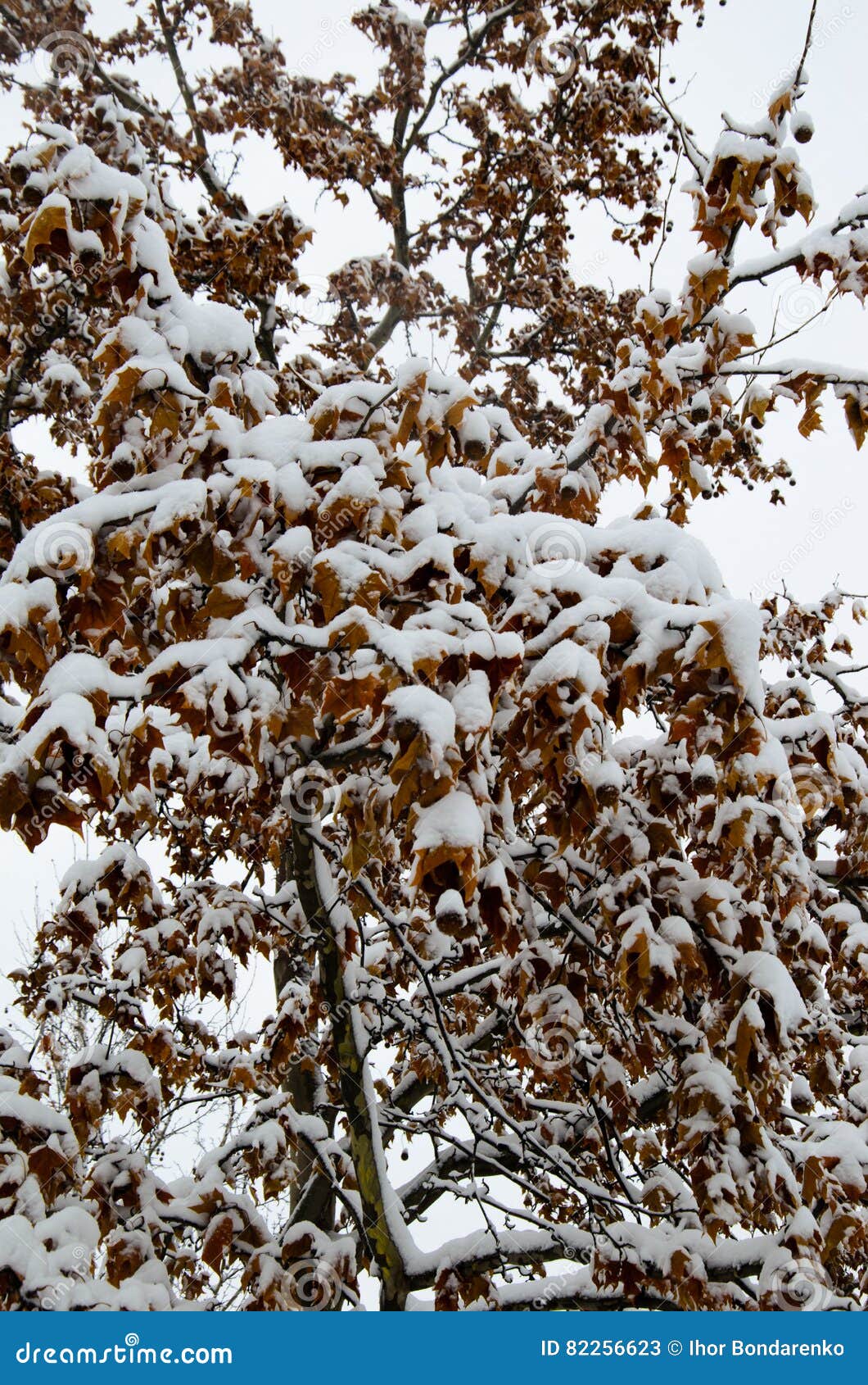 Maple Tree in a Park on Winter Stock Image - Image of fall, outdoor ...