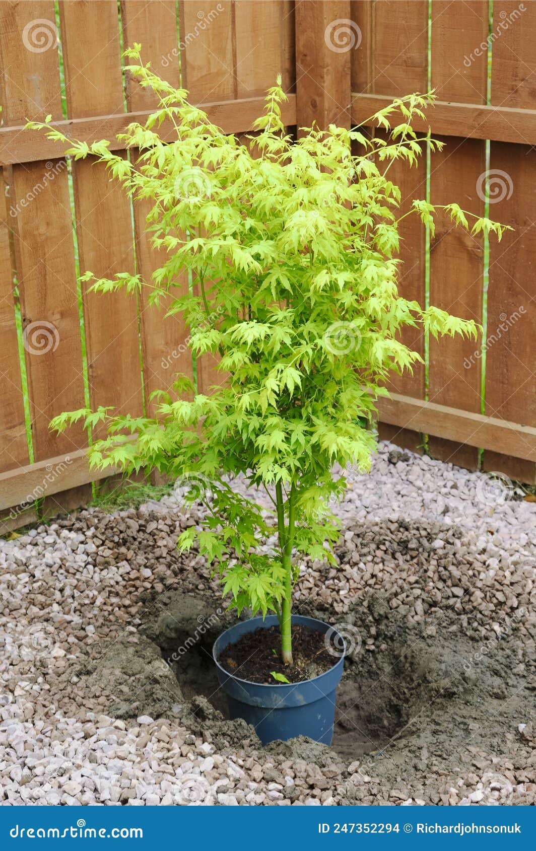 Maple Tree during Planting Sequence in House Garden Stock Photo - Image ...