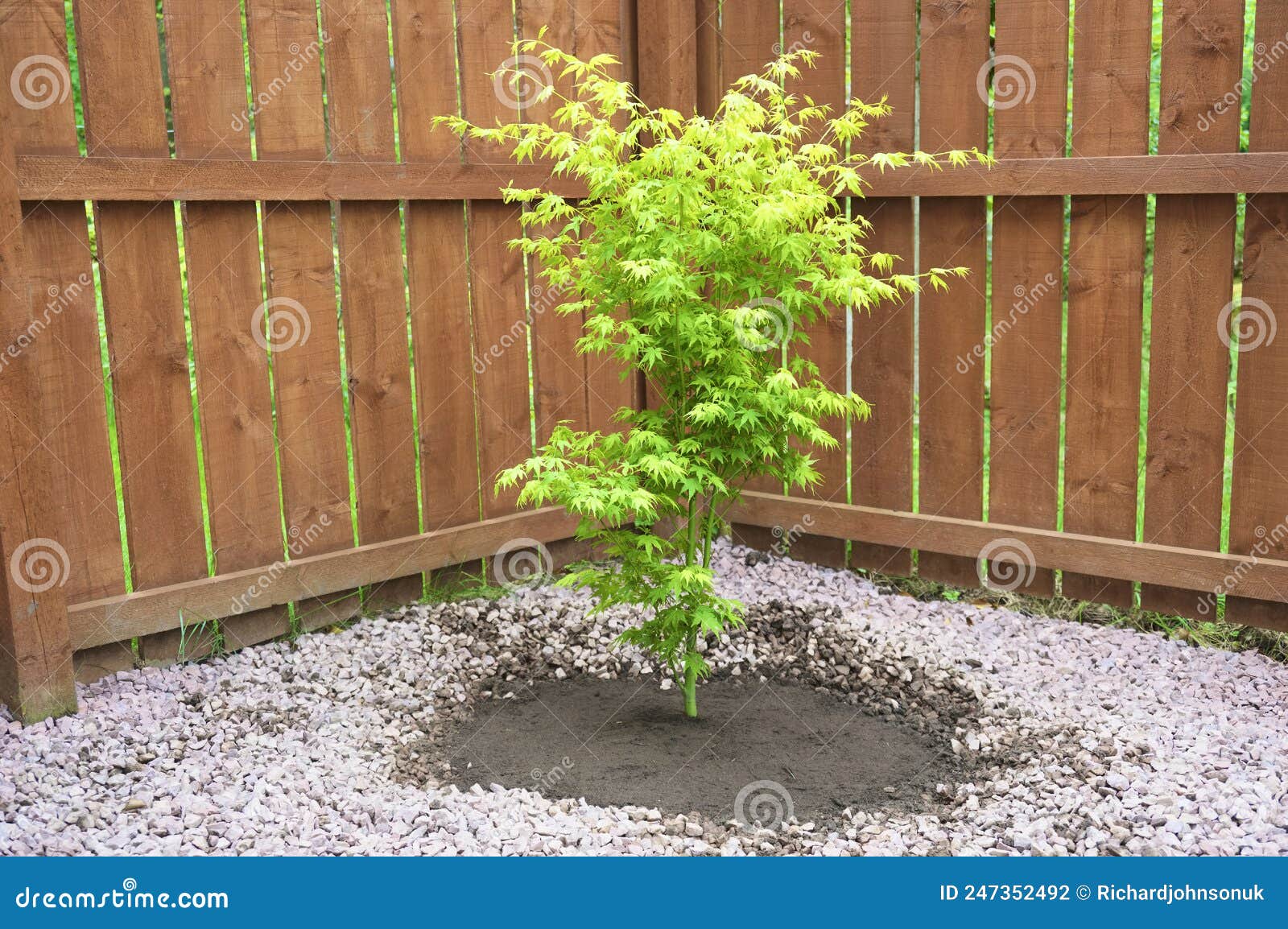 Maple Tree during Planting Sequence in House Garden Stock Photo - Image ...