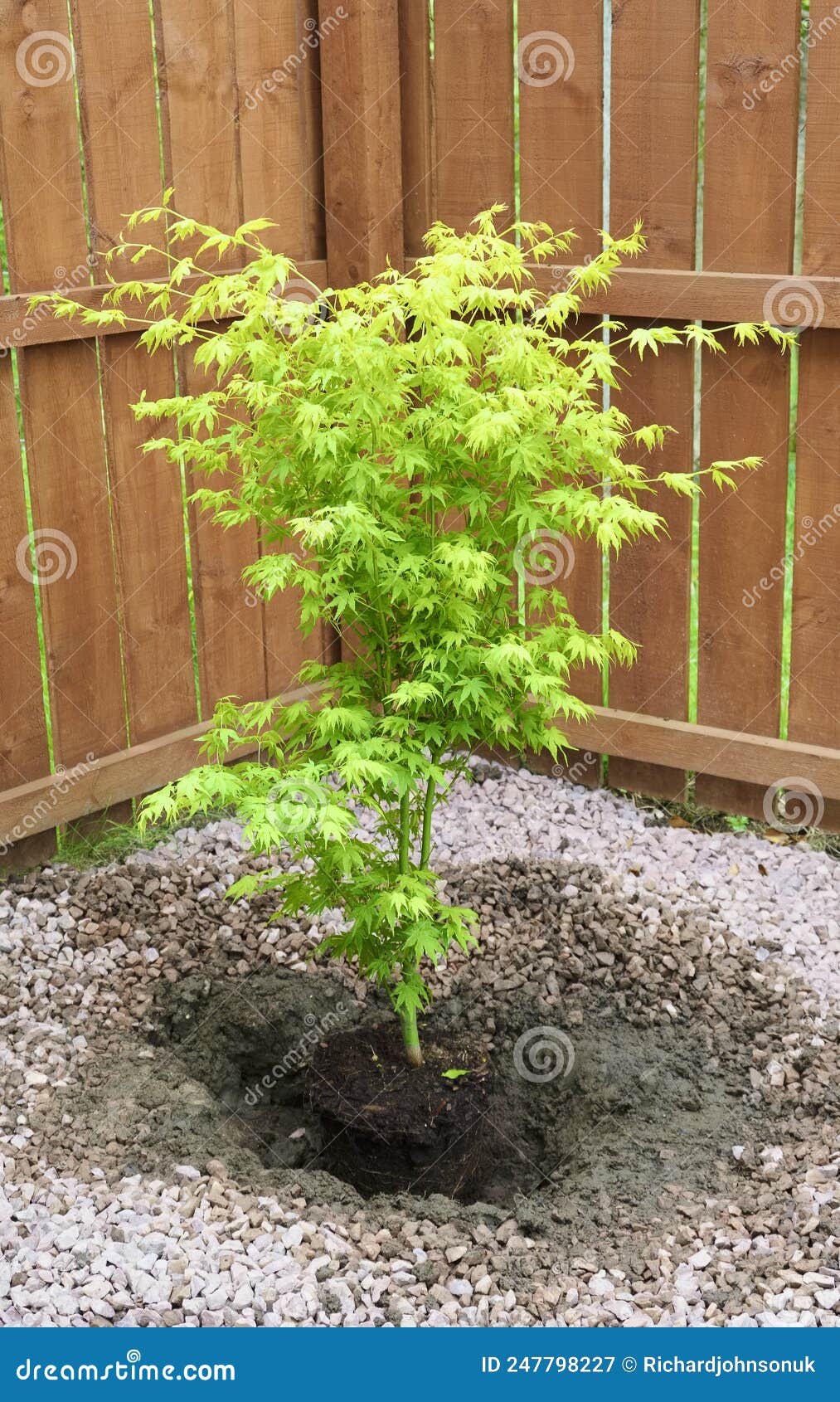 Maple Tree during Planting Sequence in House Garden Stock Image - Image ...