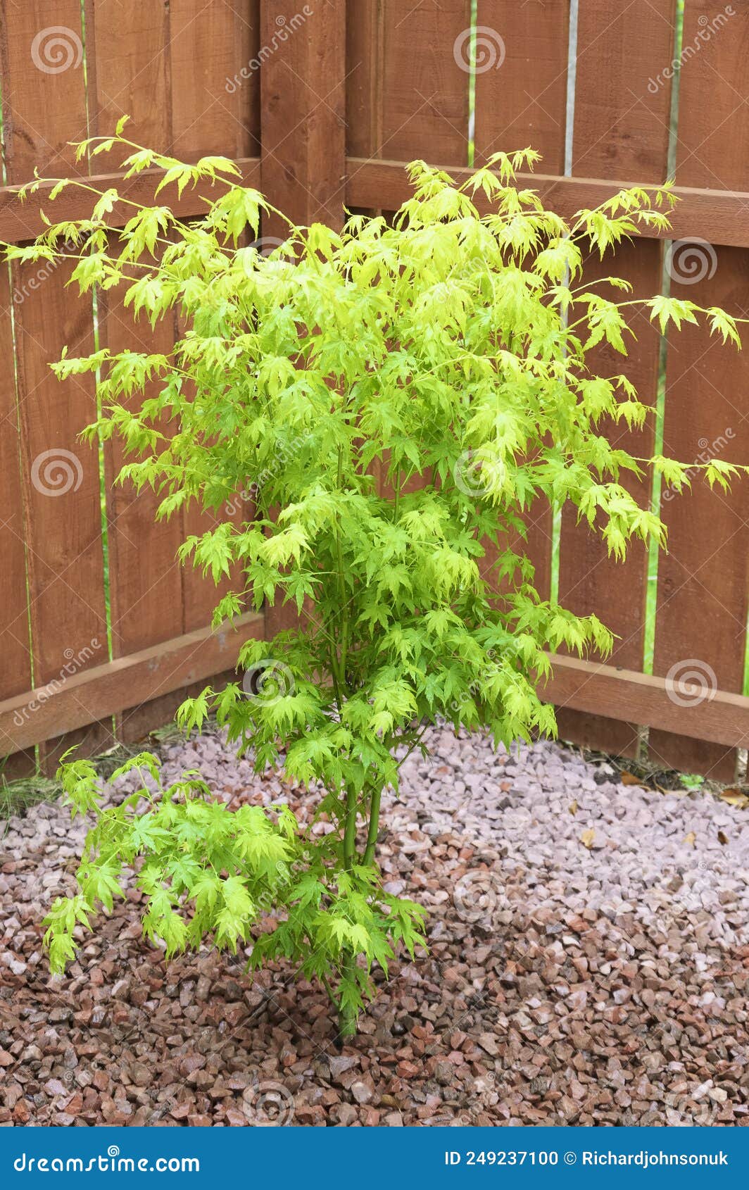 Maple Tree during Planting Sequence in House Garden Stock Photo - Image ...