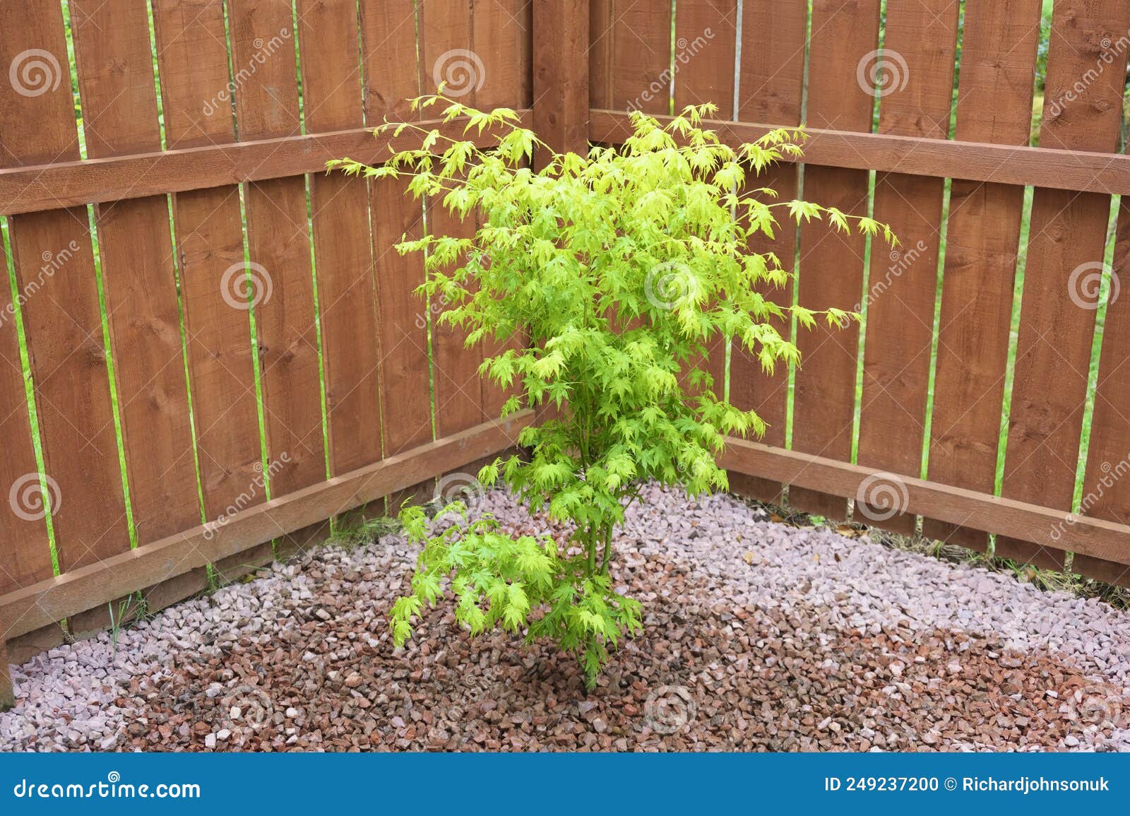Maple Tree during Planting Sequence in House Garden Stock Photo - Image ...
