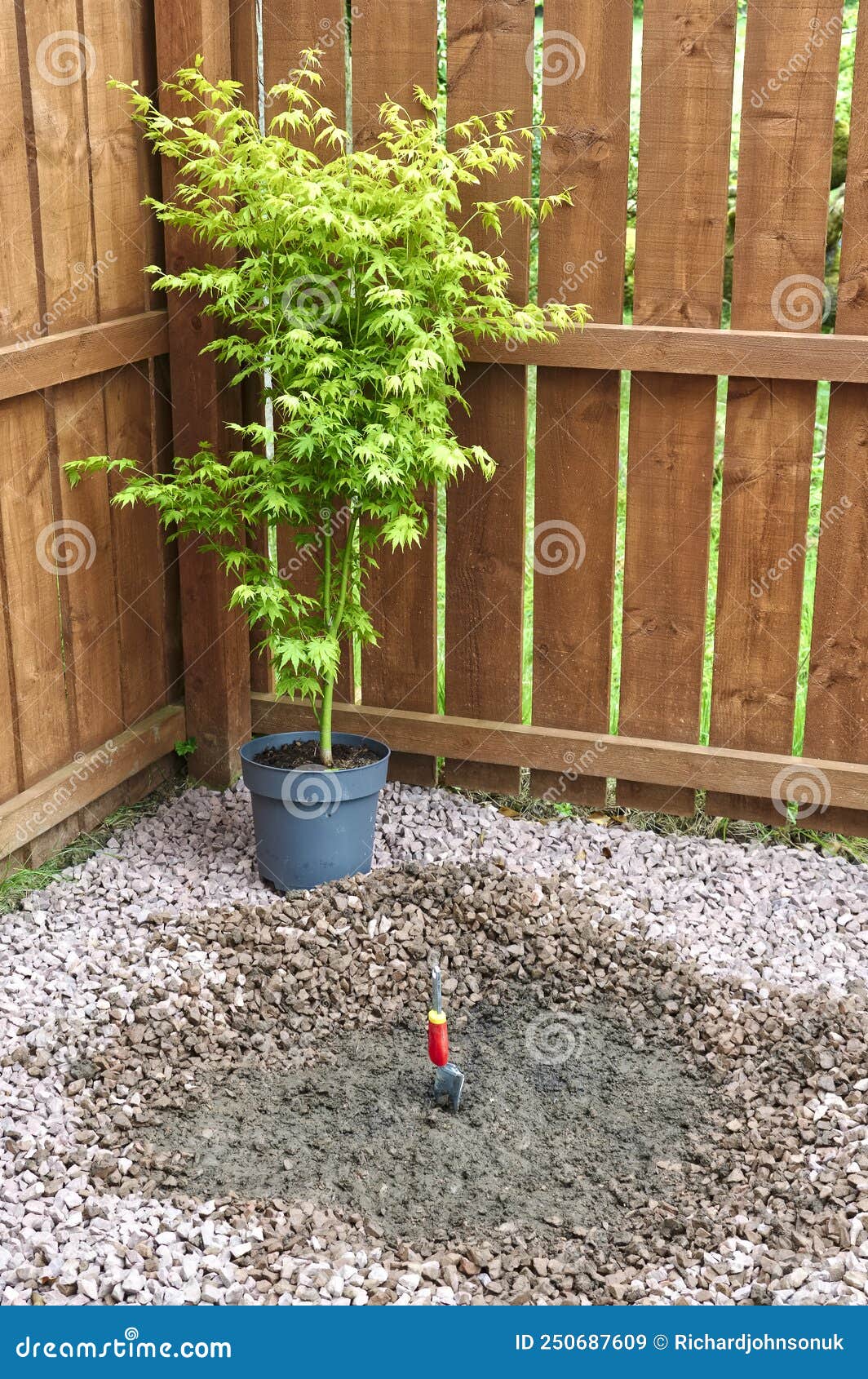 Maple Tree during Planting Sequence in House Garden Stock Image - Image ...