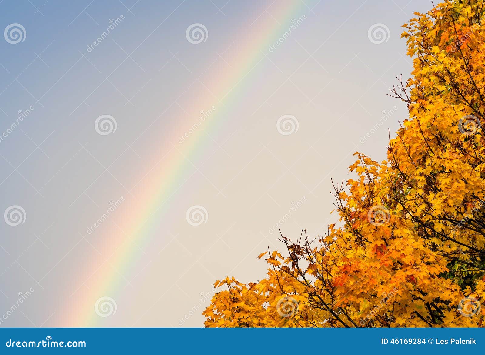 Maple tree and a rainbow stock photo. Image of fall, maple - 46169284