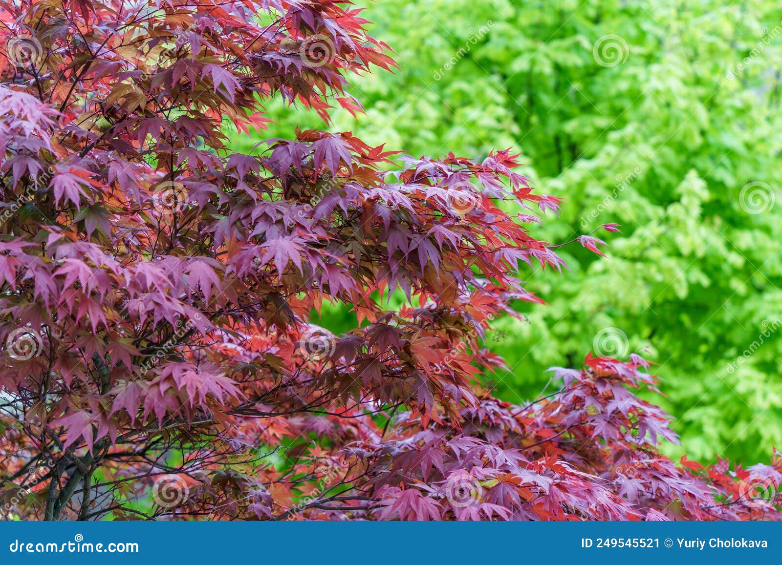 Maple Tree with Red and Green Leaves Stock Image - Image of leaf, calm ...