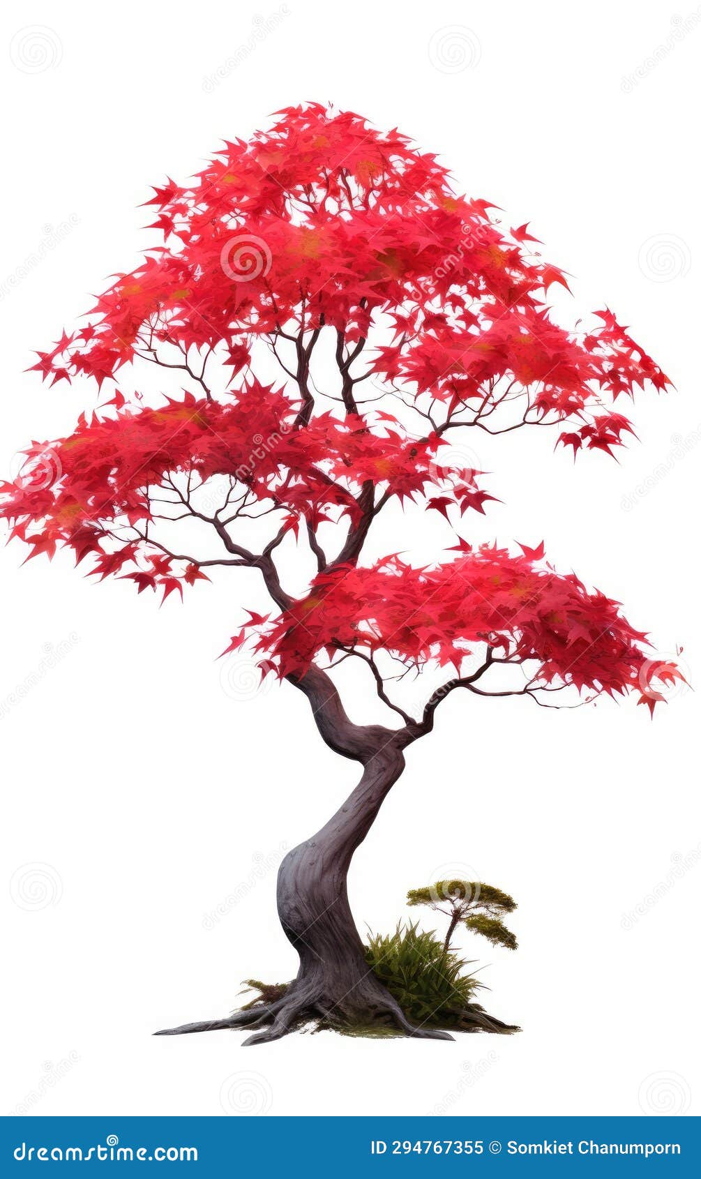 Maple Tree, Red Japanese, Isolated White Background, Suitable for Use ...