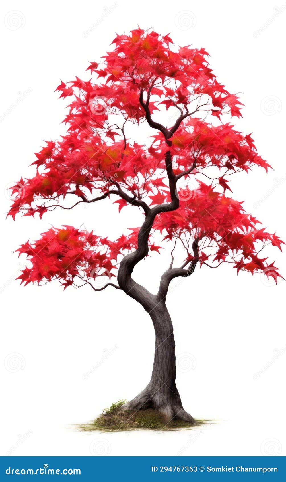 Maple Tree, Red Japanese, Isolated White Background, Suitable for Use ...