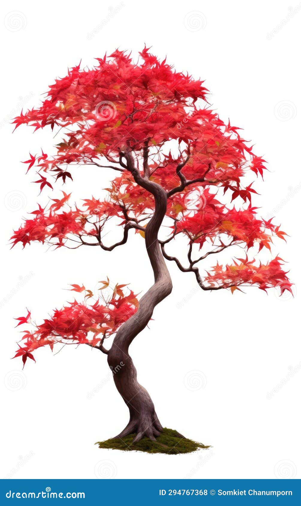 Maple Tree, Red Japanese, Isolated White Background, Suitable for Use ...