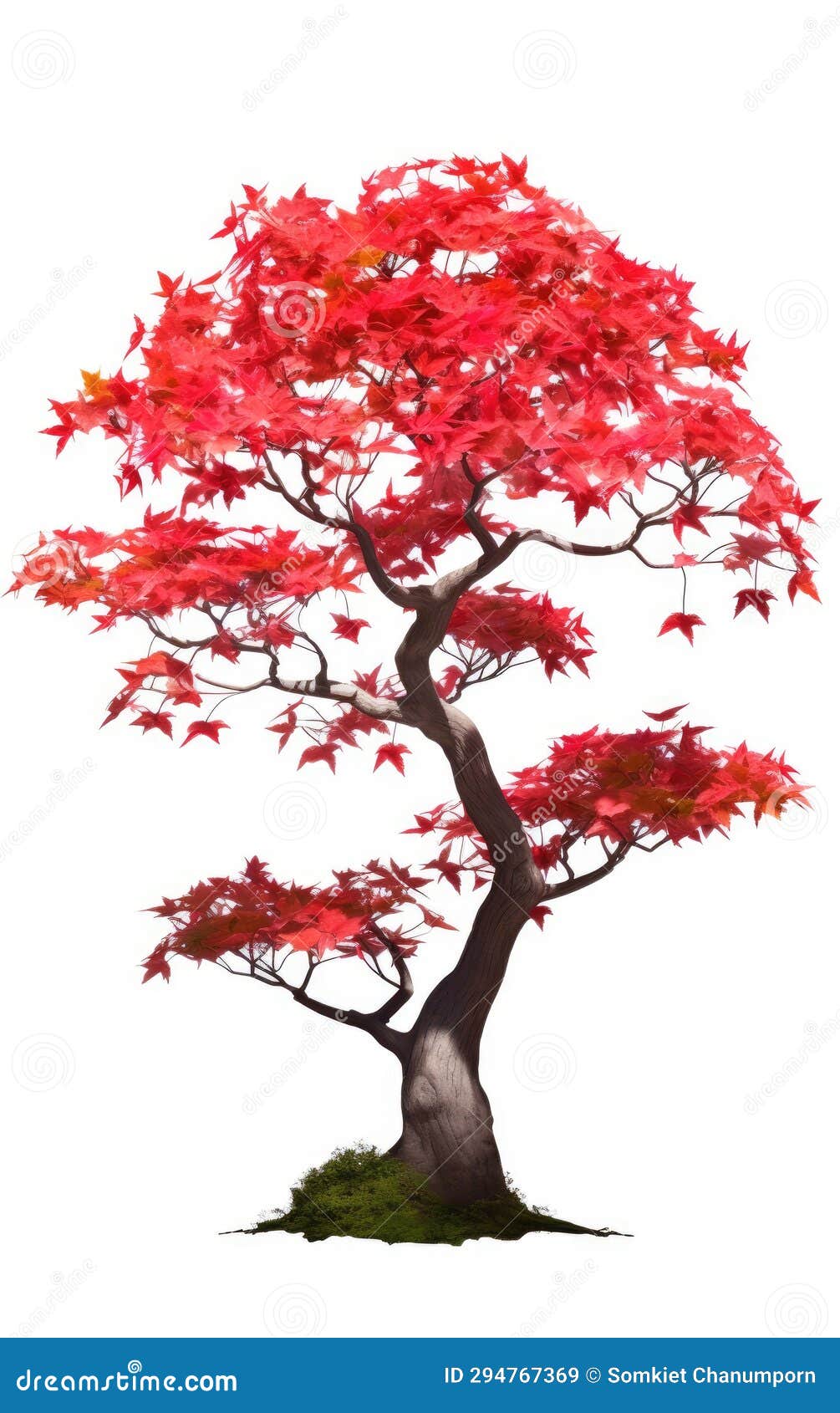 Maple Tree, Red Japanese, Isolated White Background, Suitable for Use ...
