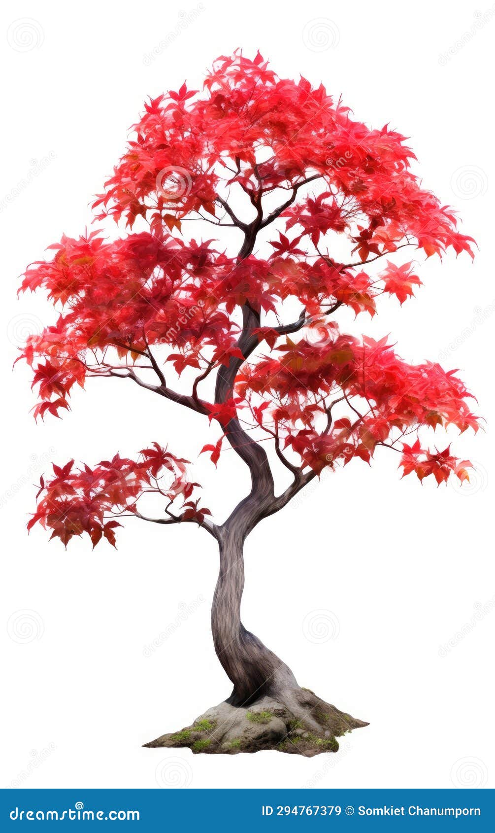 Maple Tree, Red Japanese, Isolated White Background, Suitable for Use ...