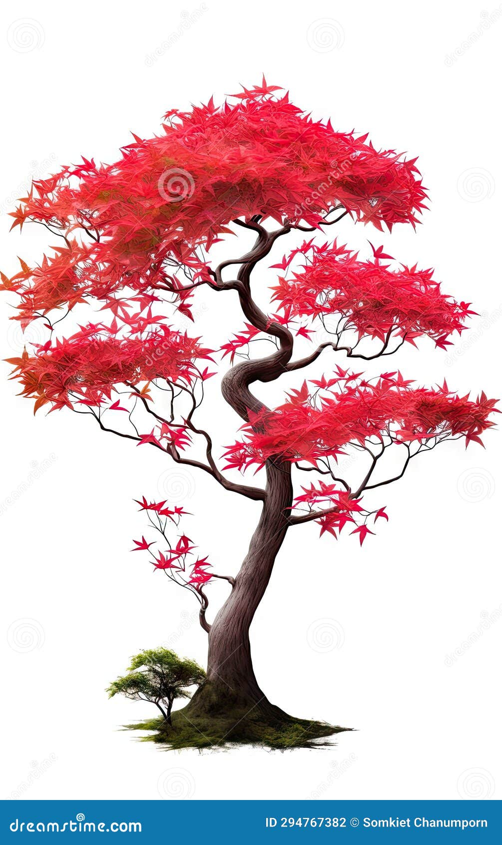 Maple Tree, Red Japanese, Isolated White Background, Suitable for Use ...