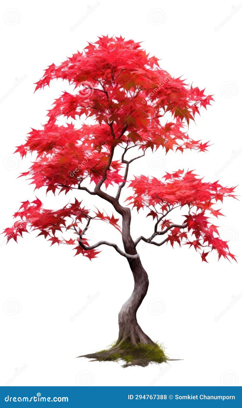 Maple Tree, Red Japanese, Isolated White Background, Suitable for Use ...