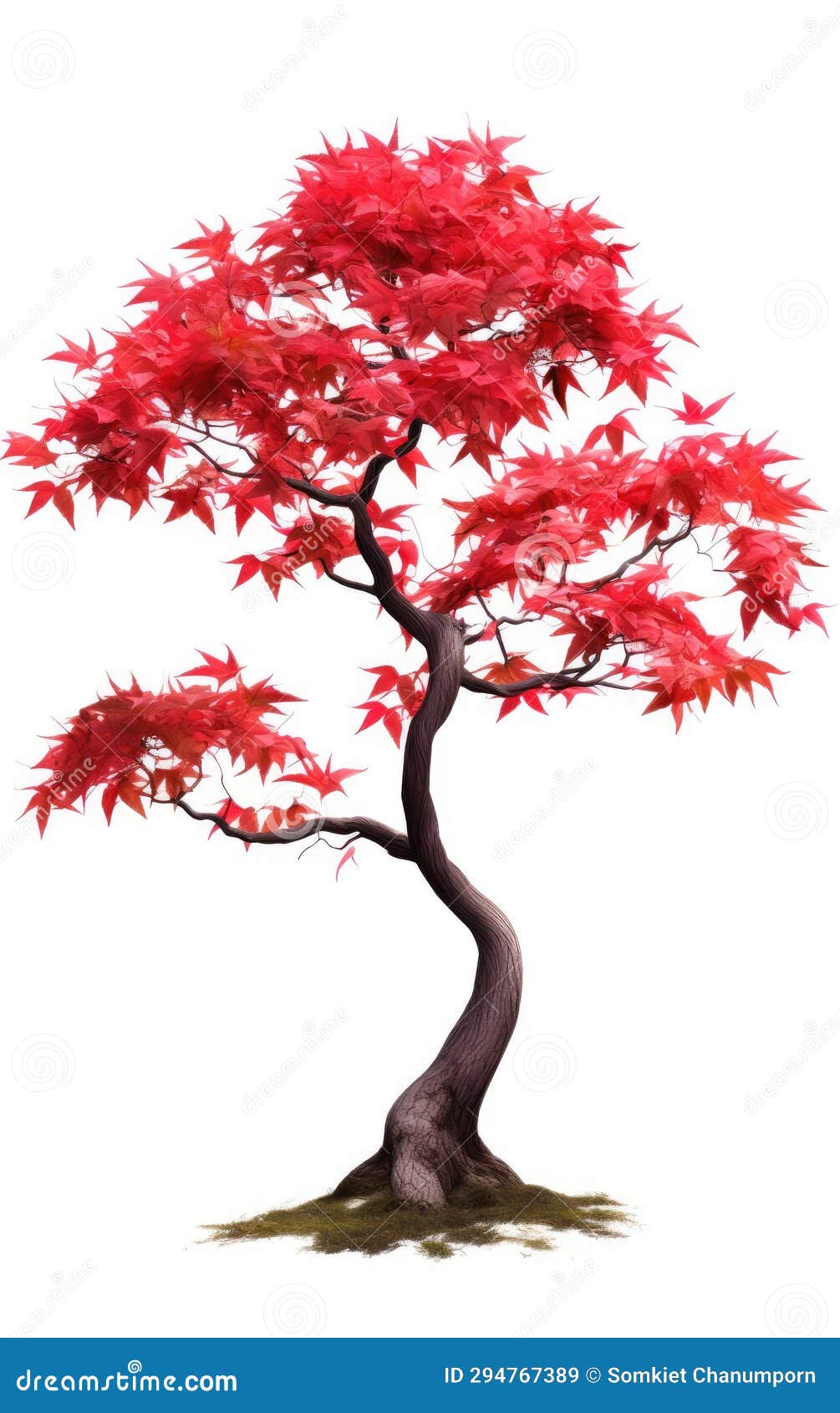 Maple Tree, Red Japanese, Isolated White Background, Suitable for Use ...