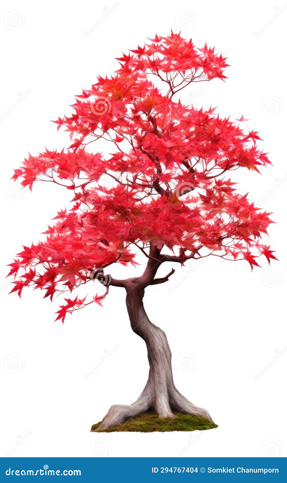 Maple Tree, Red Japanese, Isolated White Background, Suitable for Use ...