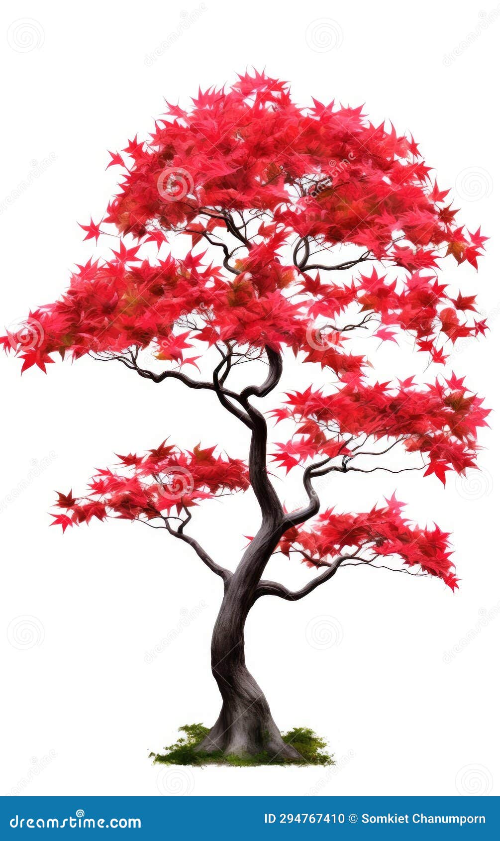 Maple Tree, Red Japanese, Isolated White Background, Suitable for Use ...