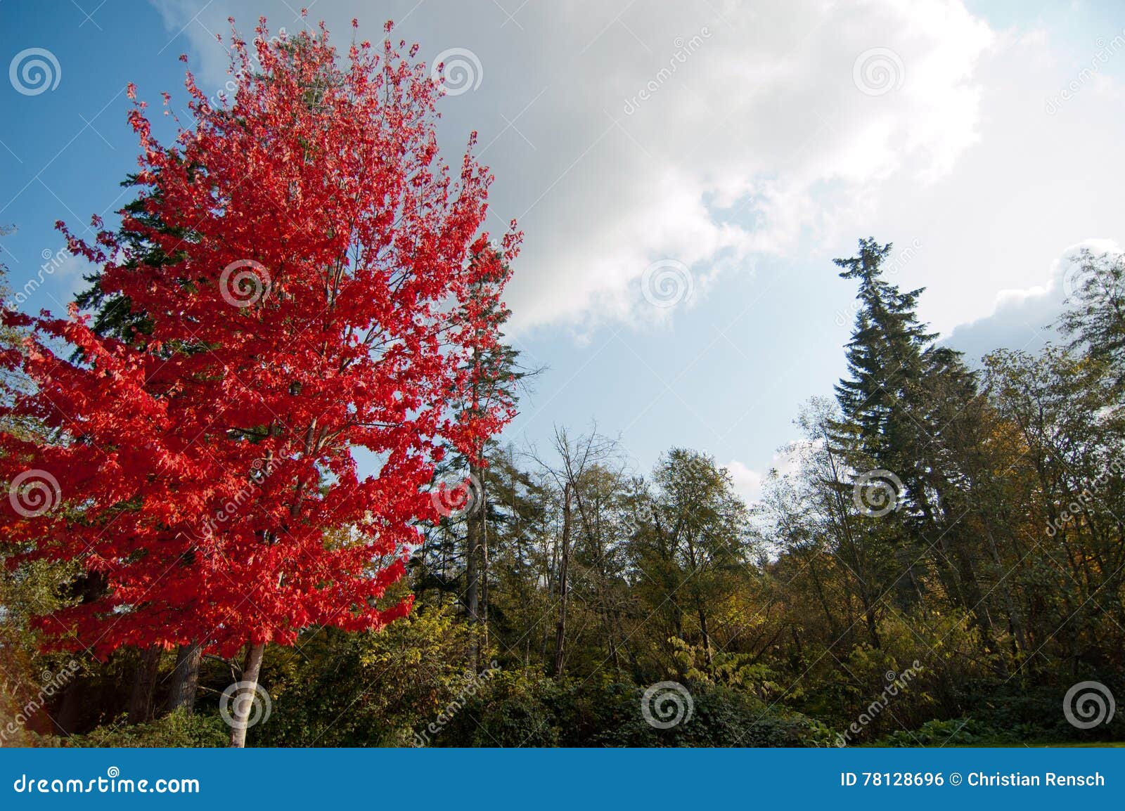 Maple Tree with Red Leaves in Front Row of Trees with Green Leaves ...