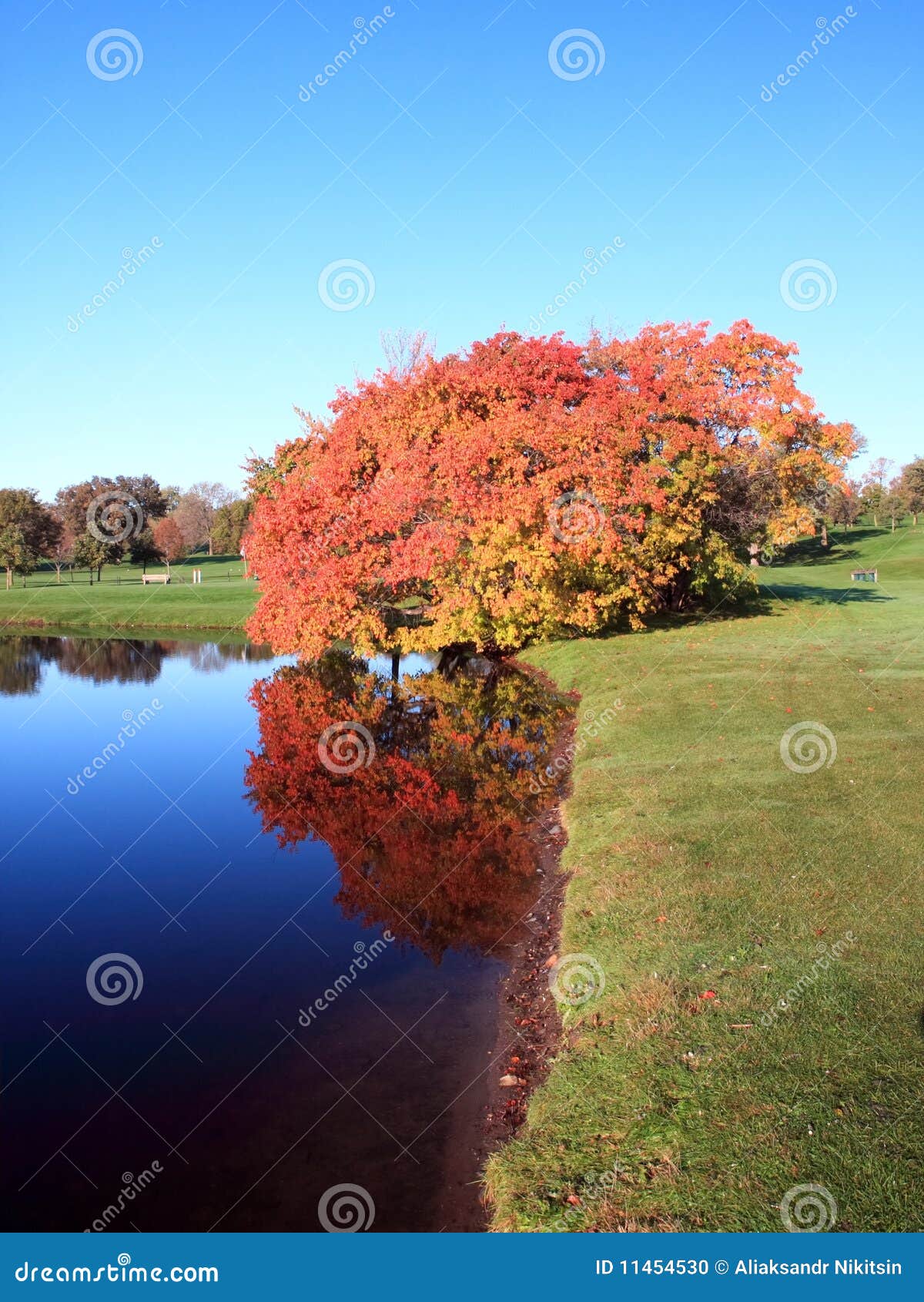 Maple tree reflection stock photo. Image of reflection - 11454530