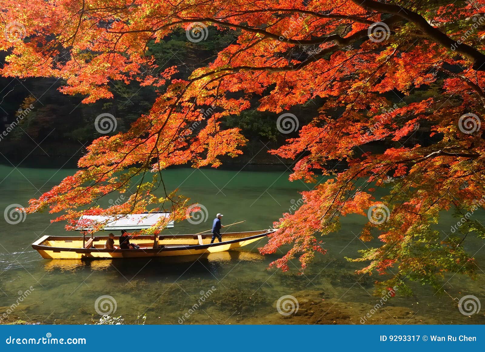 Maple tree and river stock image. Image of oregon, beautiful - 9293317