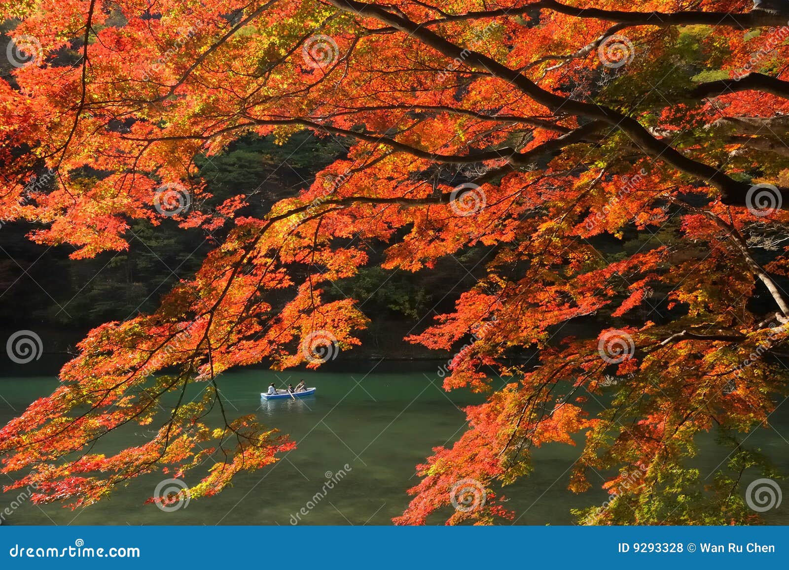 Maple tree and river stock photo. Image of travel, boat - 9293328