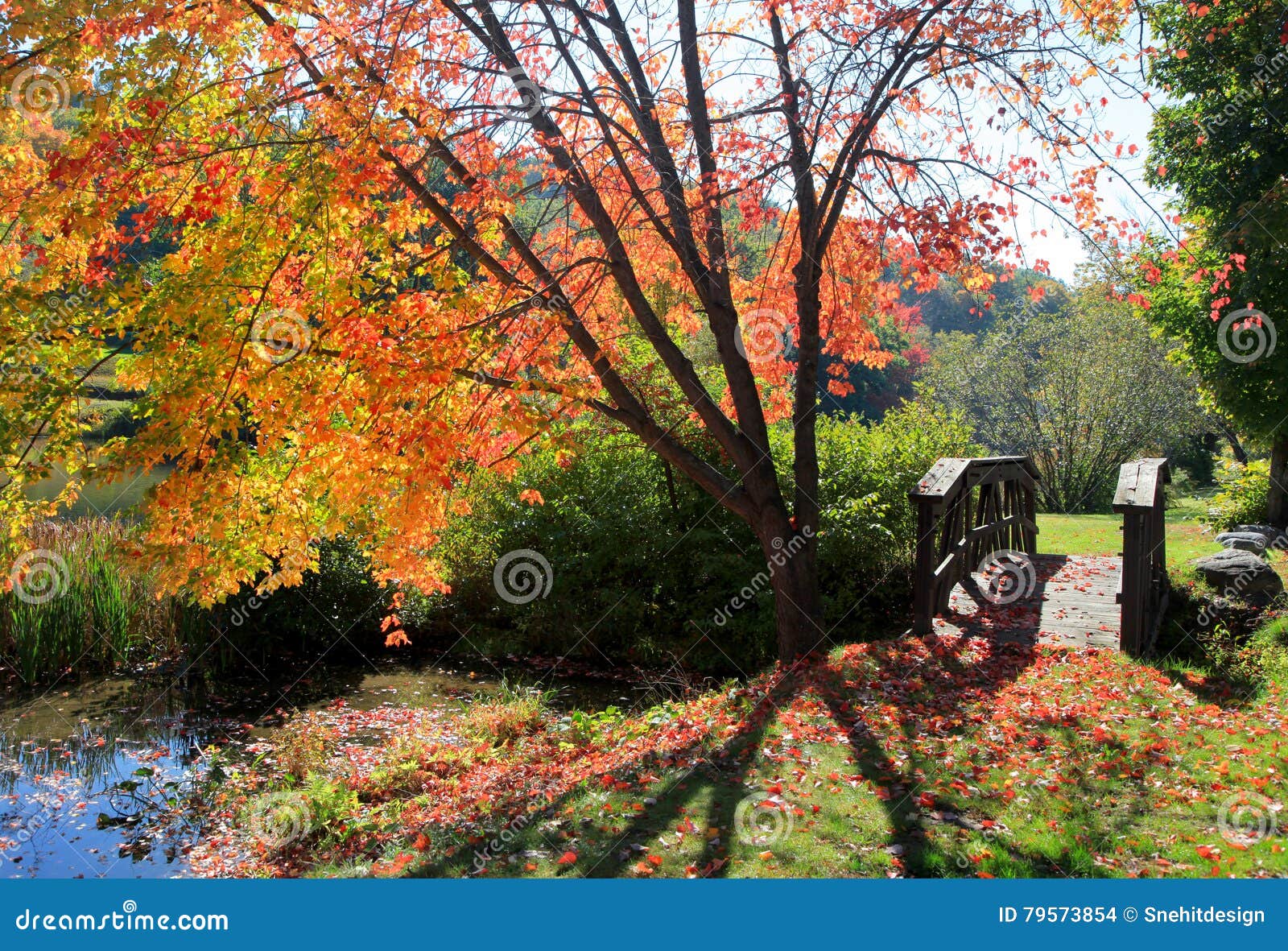 Maple tree by the river stock photo. Image of landscape - 79573854