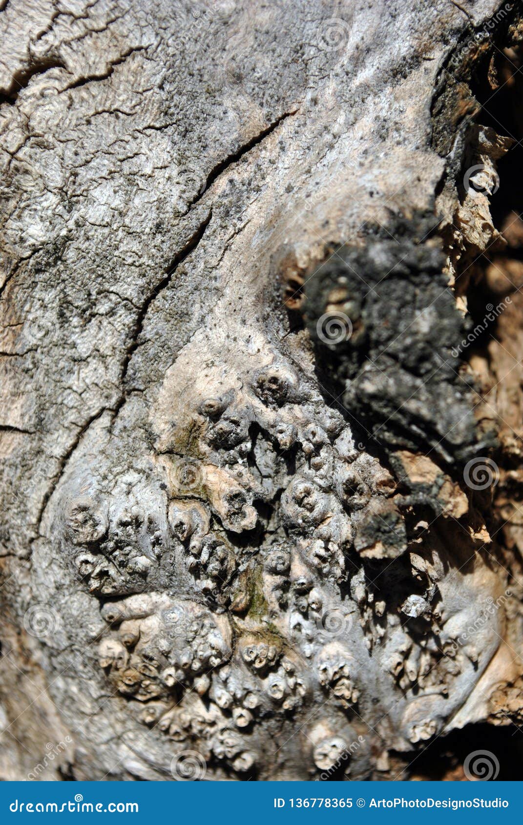 Maple Tree Root Weird Texture Close Up with Black Burned Stains ...