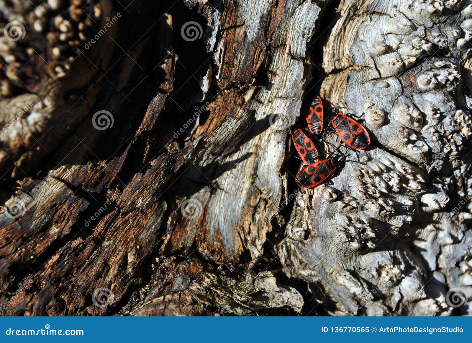 Maple Tree Root Weird Texture Close Up With Red Firebugs Pyrrhocoris ...
