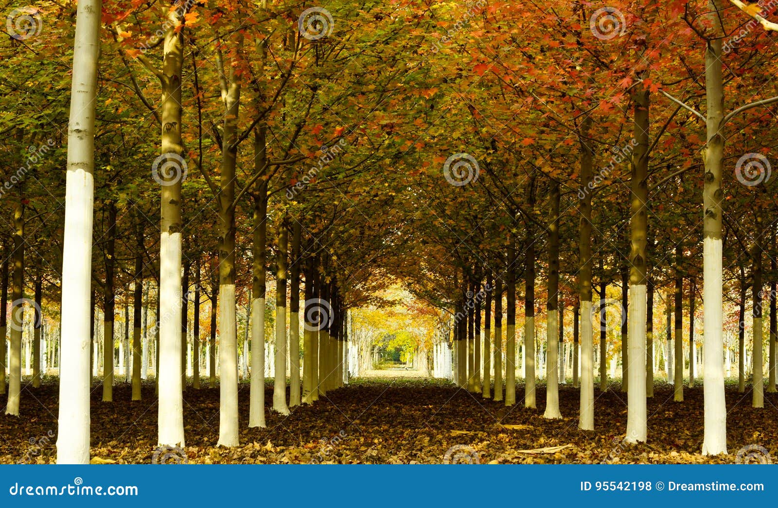 Maple tree rows stock photo. Image of rows, tree, maple - 95542198