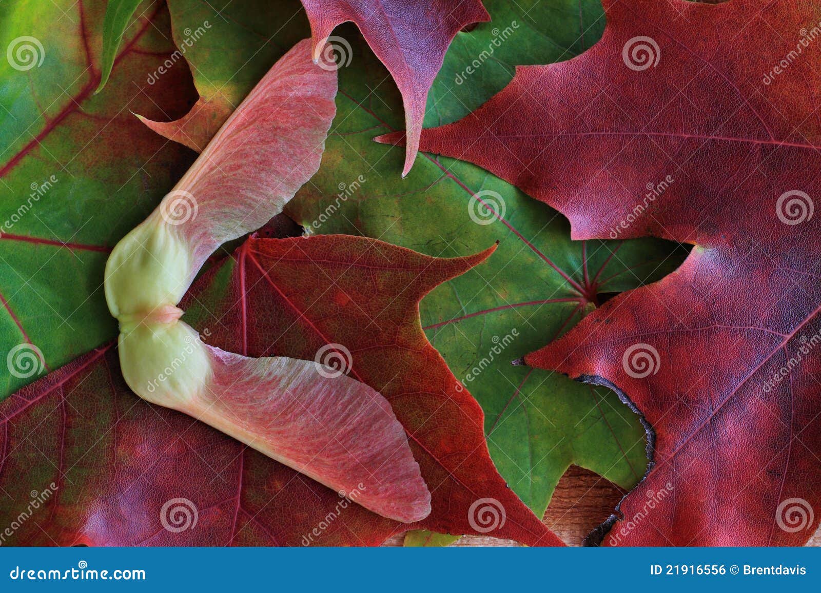 Maple Tree Samara On Autumn Leaves Stock Photo - Image of leafs, leaves ...