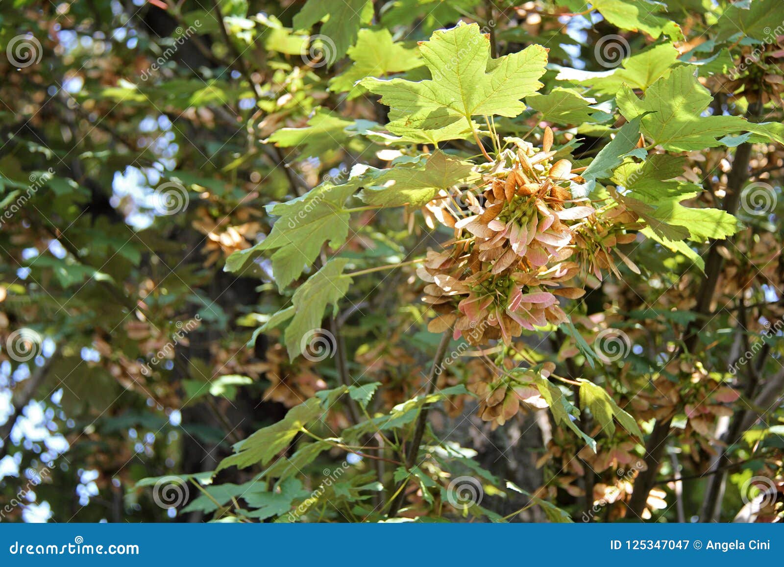 Maple Tree Samara stock image. Image of nature, branch - 125347047