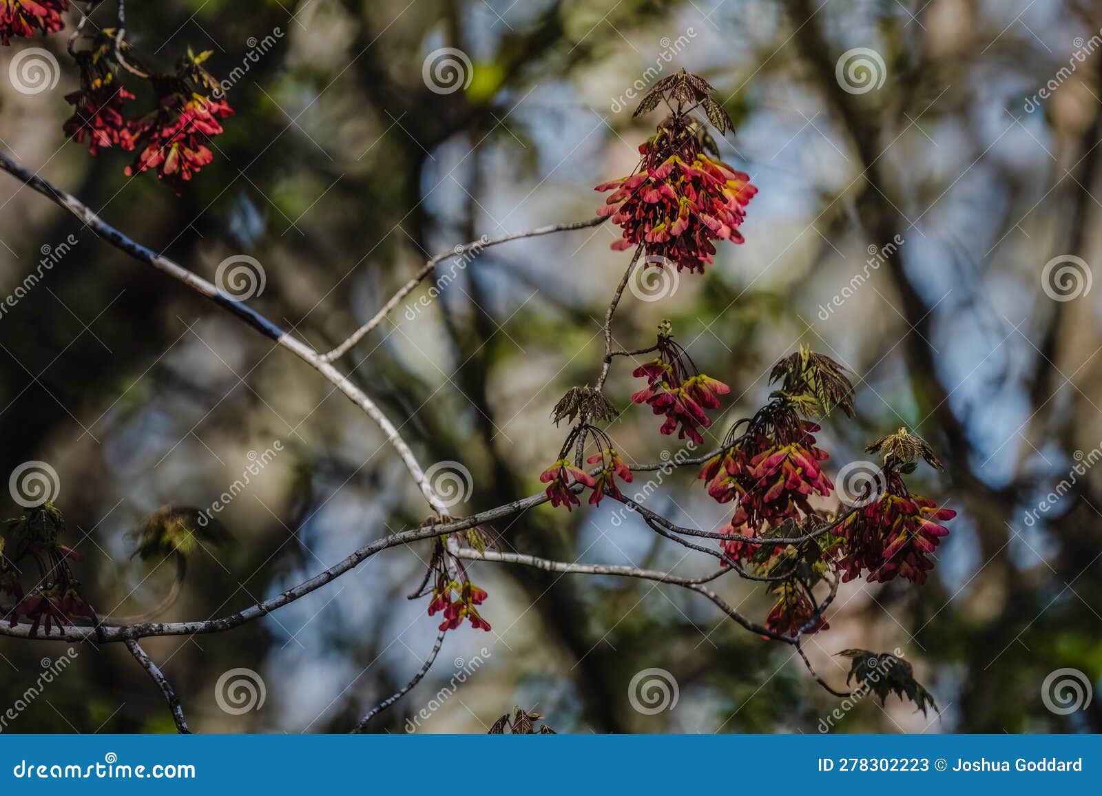 Maple Tree Samara on Tree Branches Stock Image - Image of yellow, fruit ...