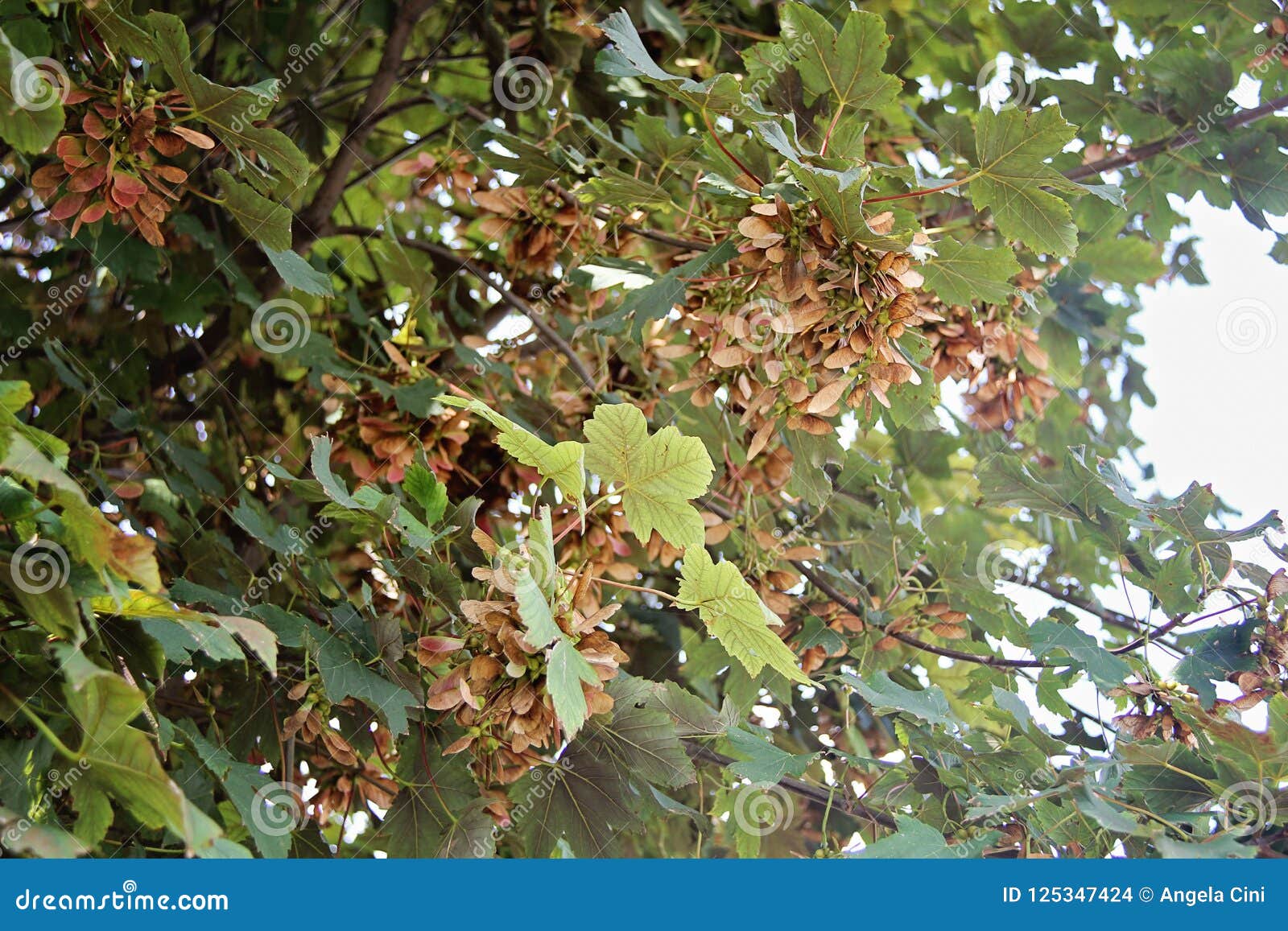 Maple Tree Samara stock photo. Image of natural, outdoor - 125347424
