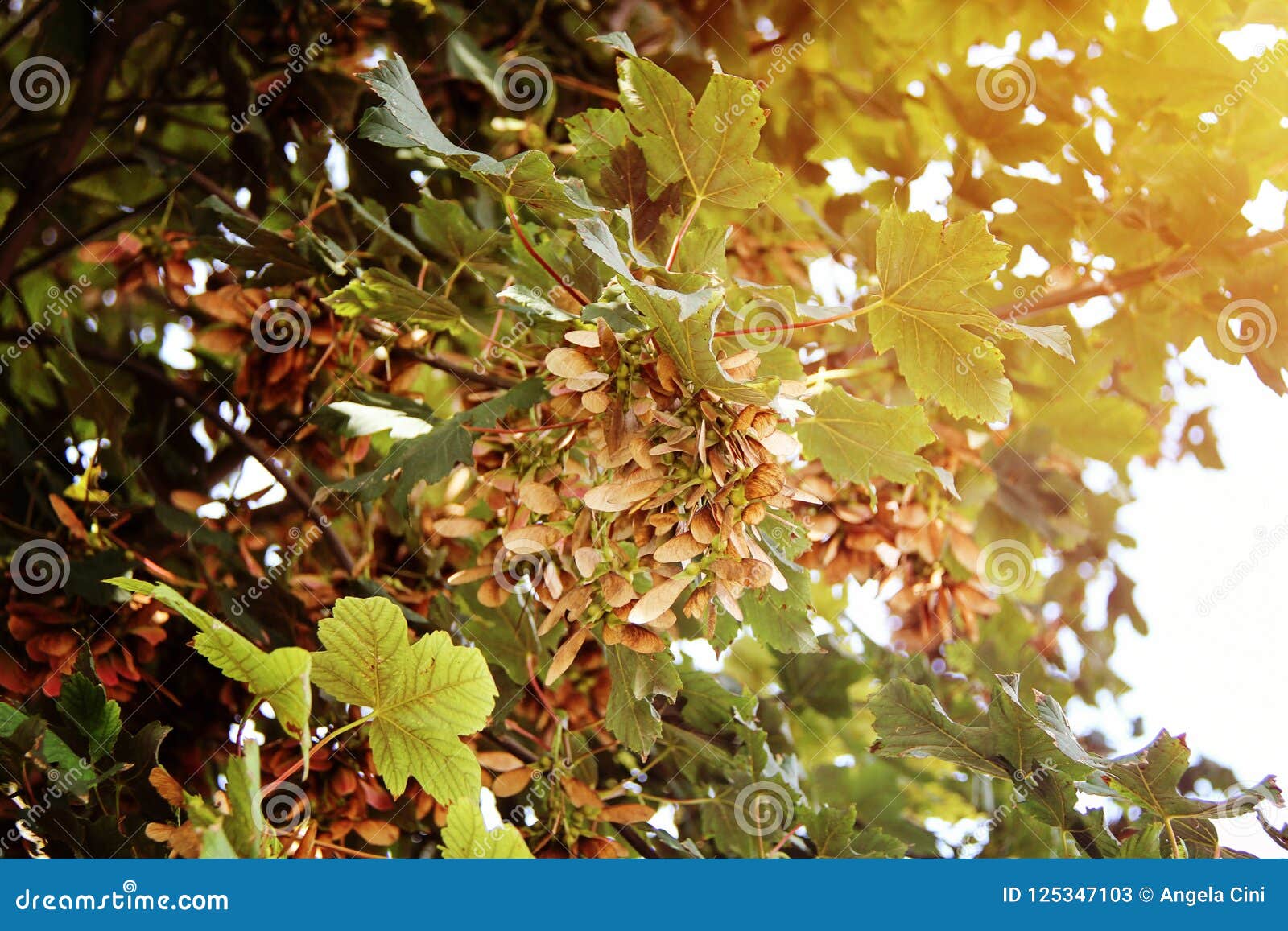 Maple Tree Samara Crop stock image. Image of branch - 125347103