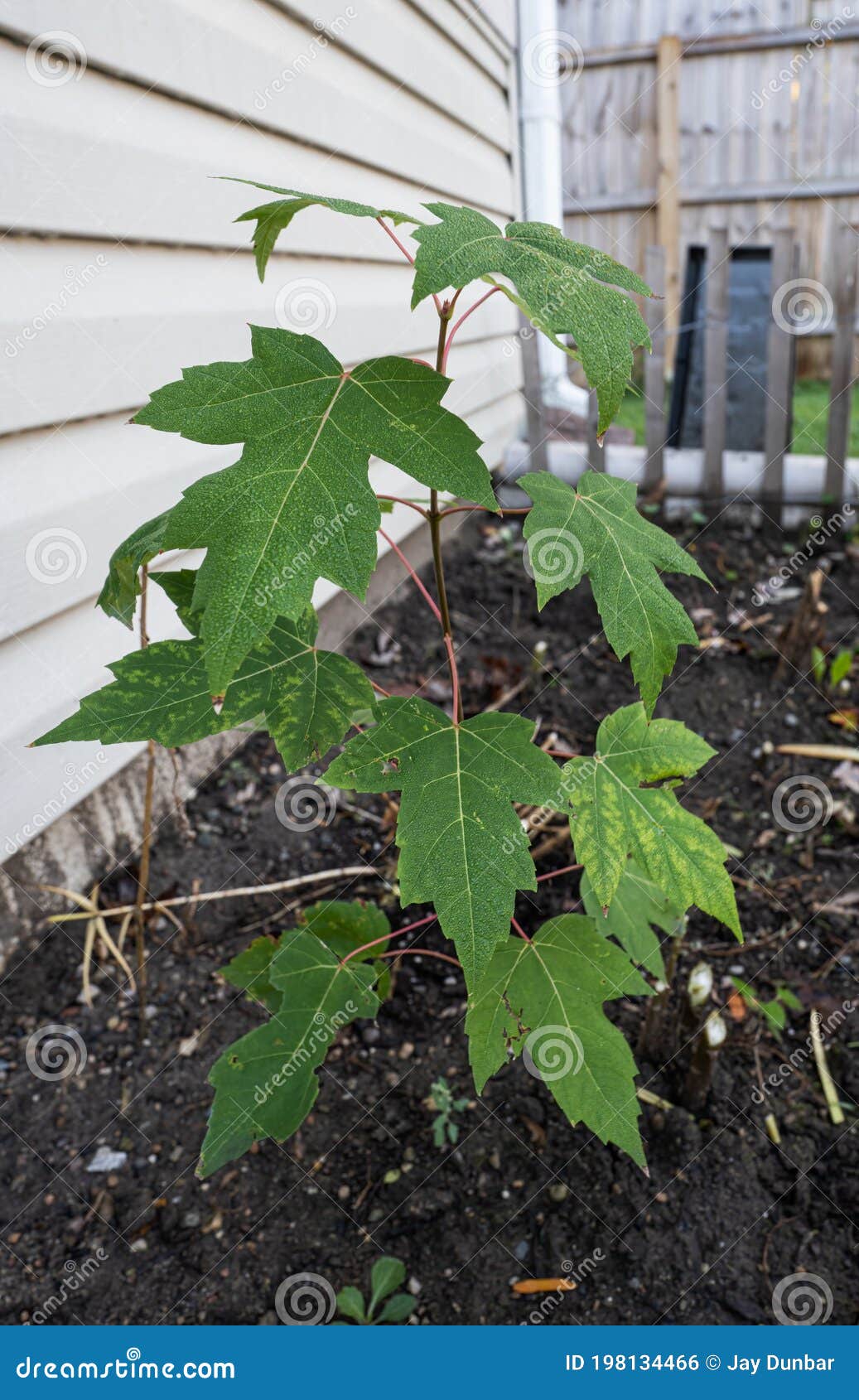 Tree Sapling Has Been Planted and is Growing Quickly in Your Yard Stock ...