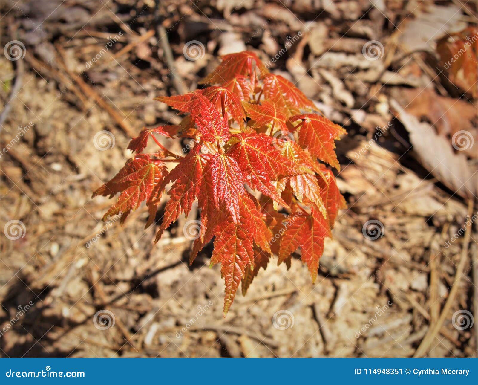 Maple Tree Sapling stock image. Image of maple, plant - 114948351