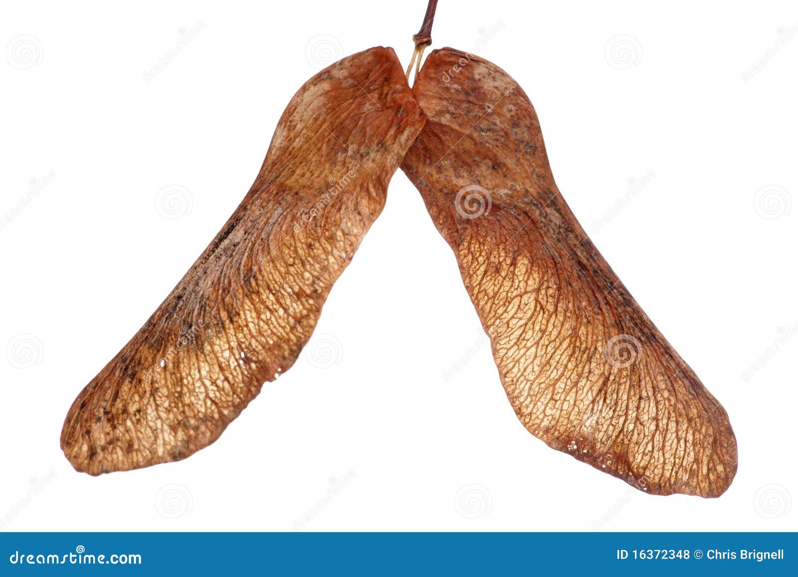 Maple tree seed stock photo. Image of game, tree, cutout - 16372348