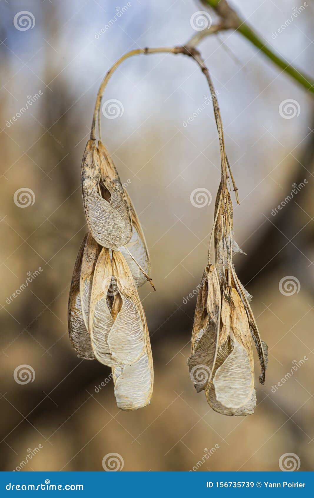 Maple tree seed stock image. Image of green, group, botanic - 156735739