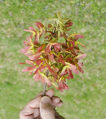 Maple Tree Seed Pod Cluster Stock Photo - Image of tree, green: 24465284