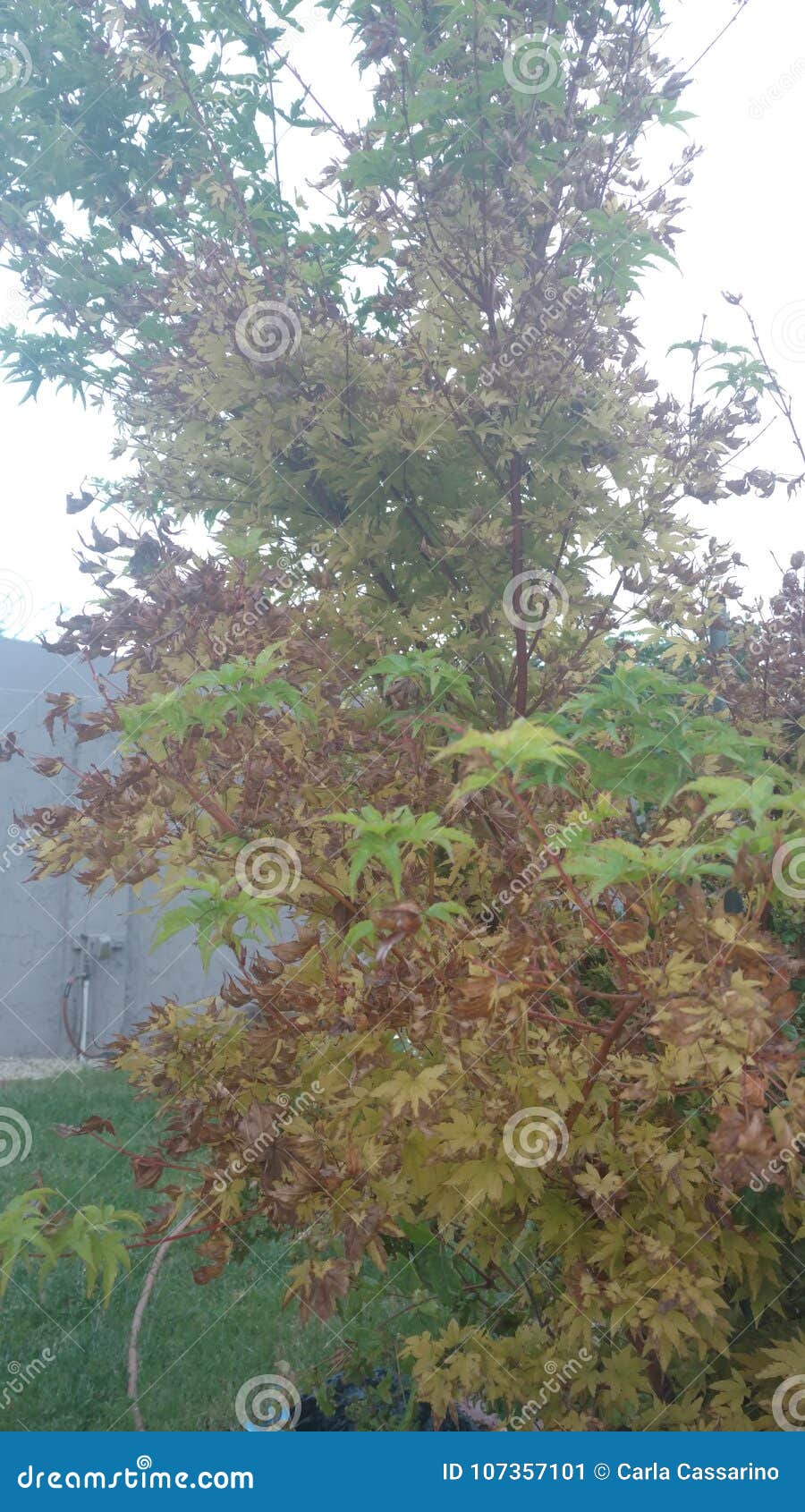 Maple tree seedling stock image. Image of california - 107357101