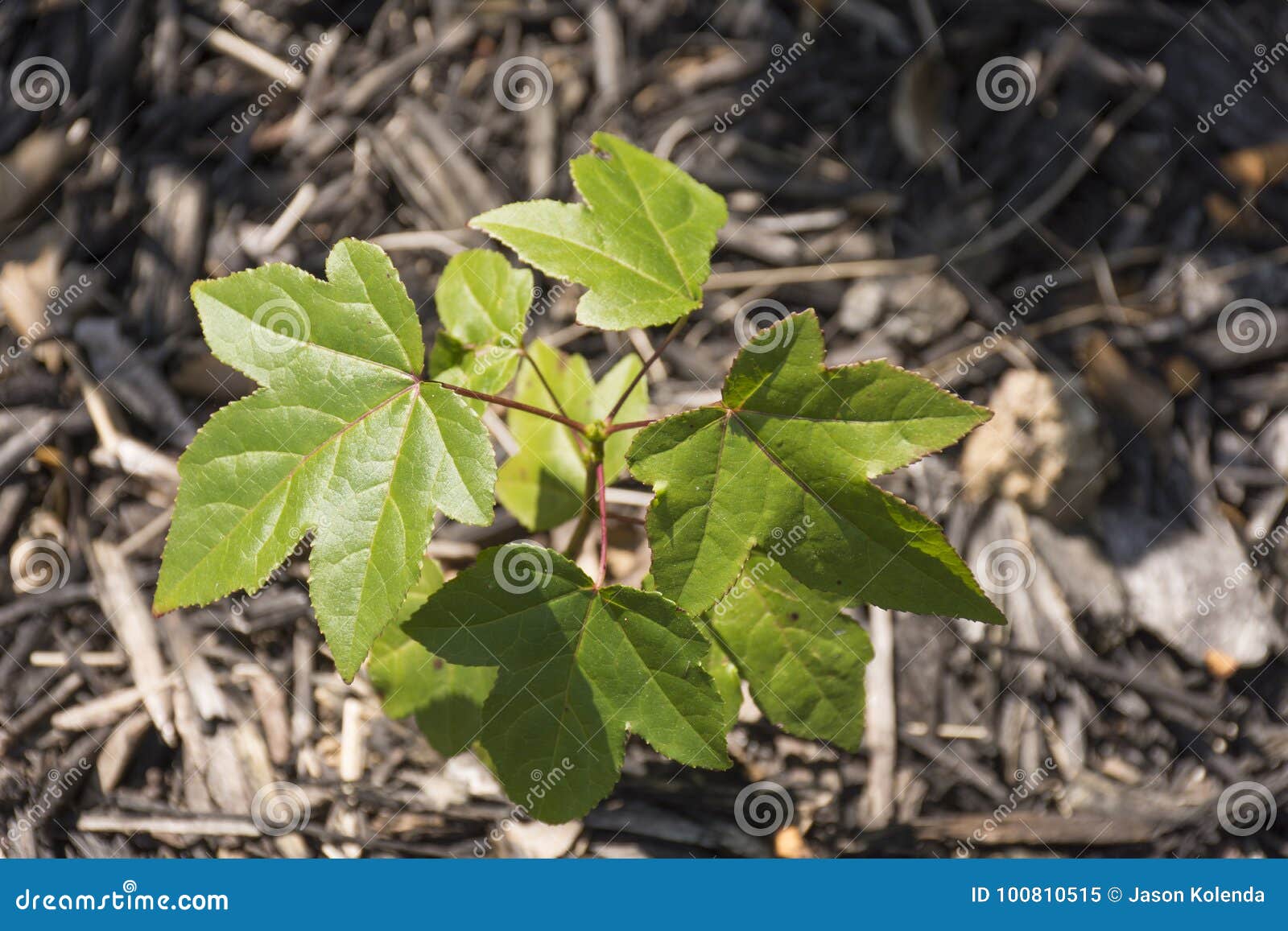 Maple Tree Seedling stock image. Image of maple, seedling - 100810515