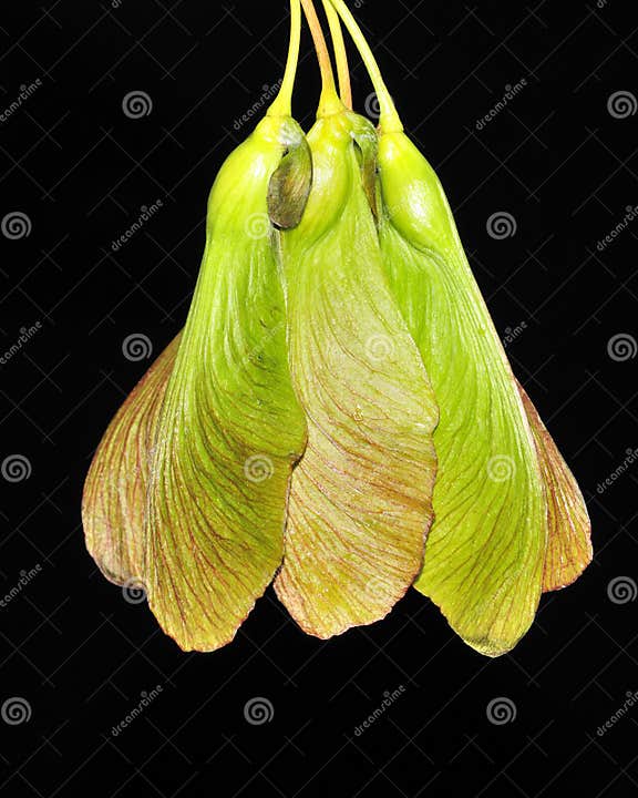 Maple Tree Seeds stock image. Image of wild, pods, outdoors - 14219987