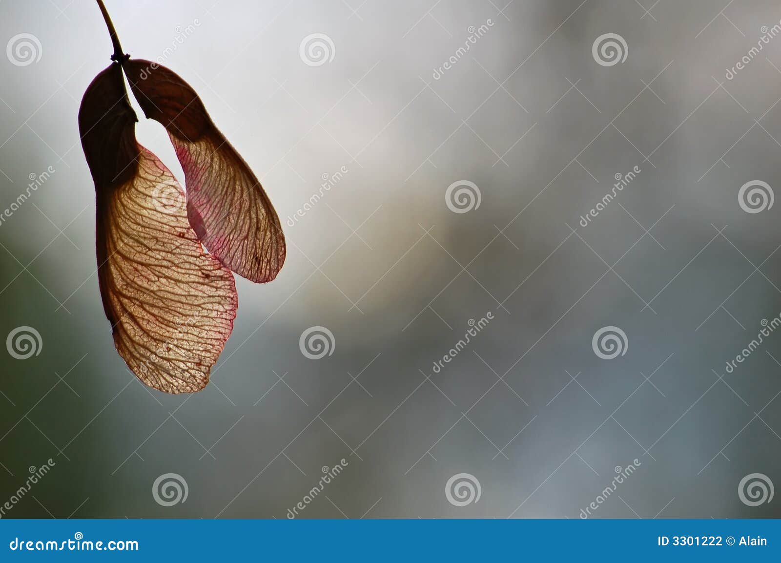 Maple Tree Seeds stock photo. Image of transparent, form - 3301222