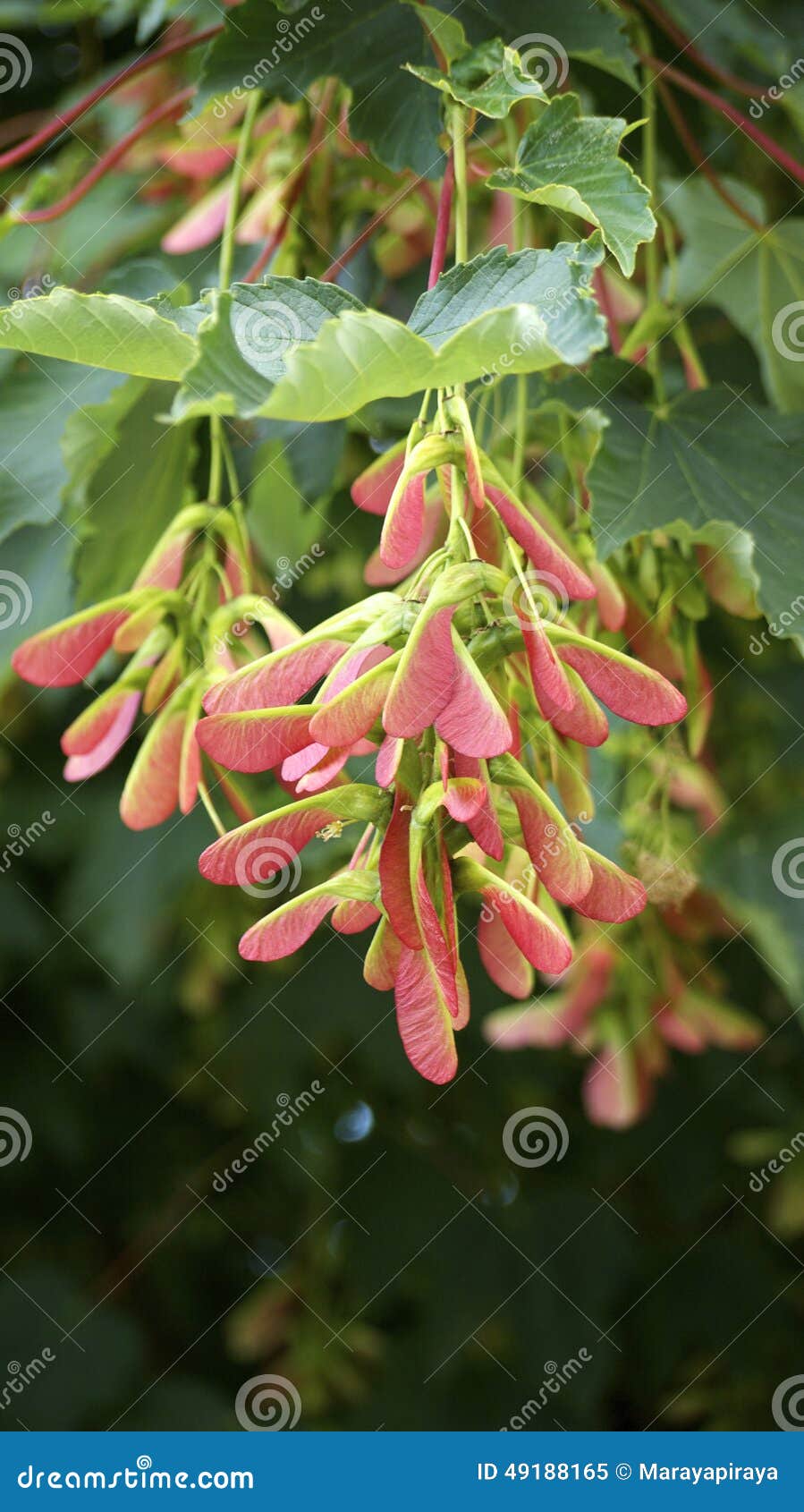 Maple tree seeds. stock image. Image of park, forest - 49188165